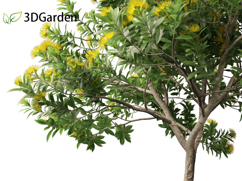 Xanthostemon chrysanthus - Golden Penda 3D Model