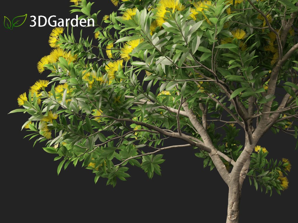 Xanthostemon chrysanthus - Golden Penda 3D Model