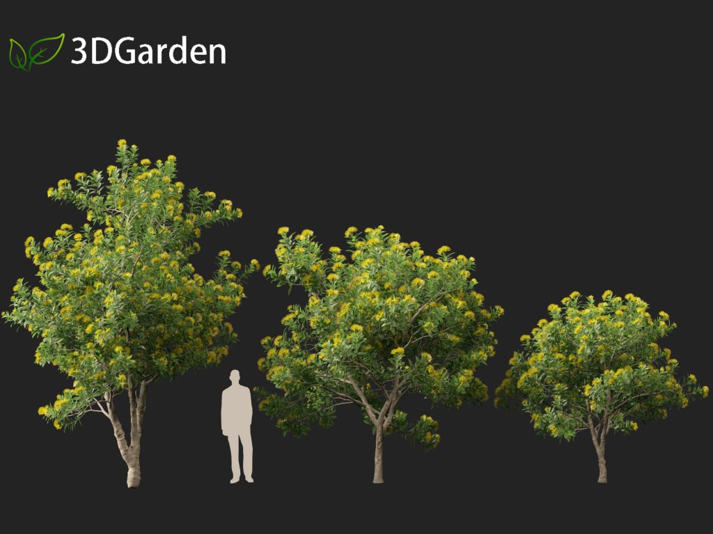 Xanthostemon chrysanthus - Golden Penda 3D Model