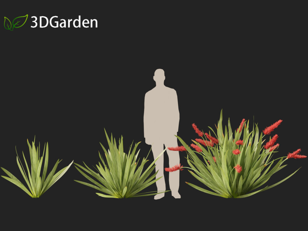 Xeronema callistemon - Poor knights lily 3D Model