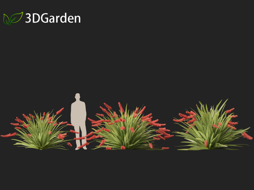 Xeronema callistemon - Poor knights lily 3D Model