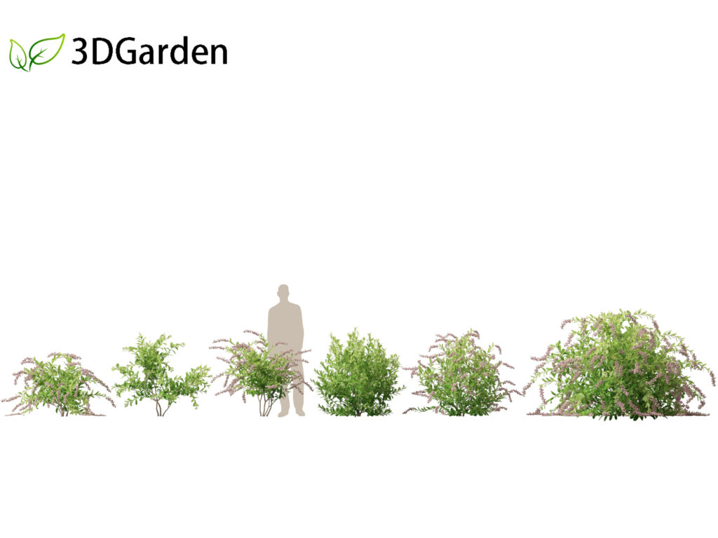 Zenobia pulverulenta Raspberry Ripple - Honey Cups 3D Model