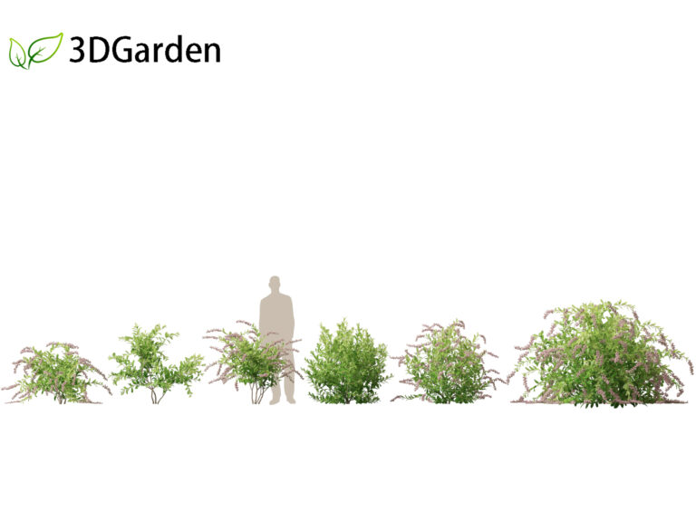 Zenobia pulverulenta Raspberry Ripple - Honey Cups 3D Model