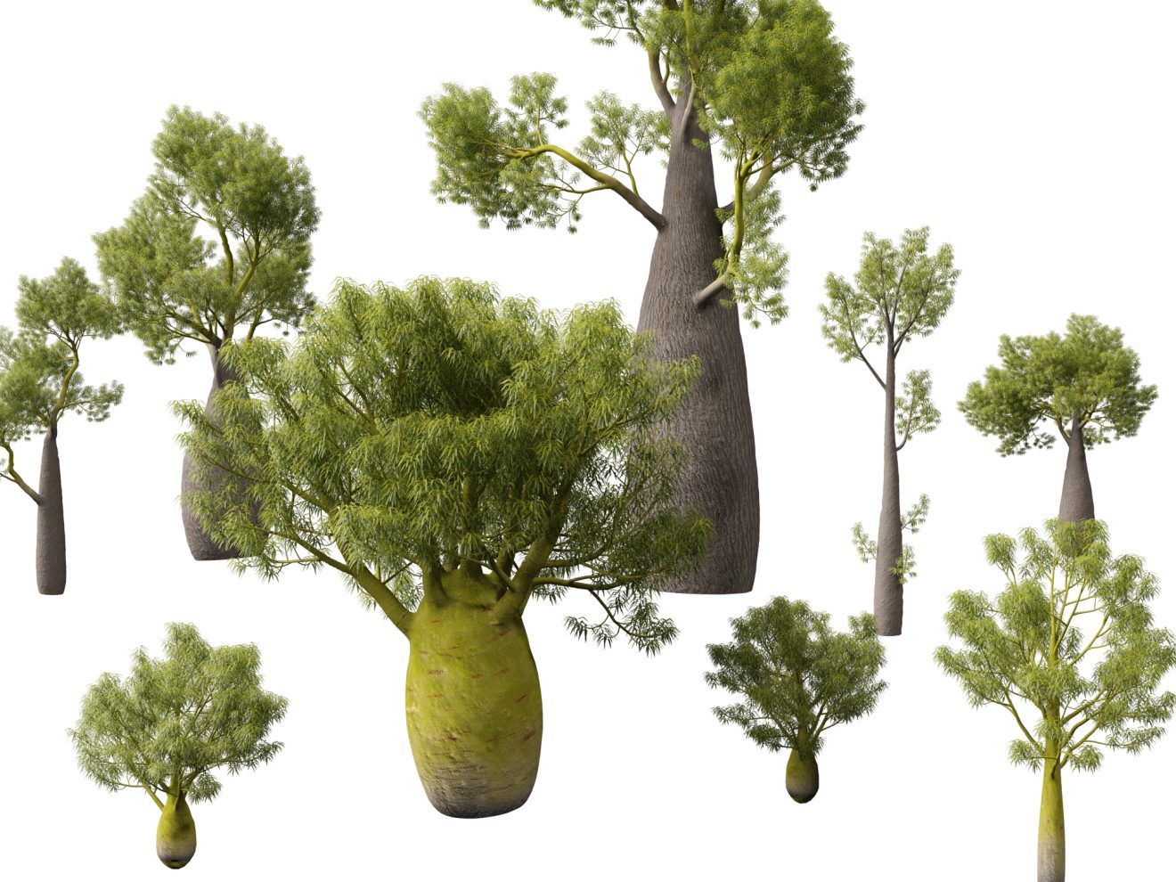 Australian Native Trees Pack 31