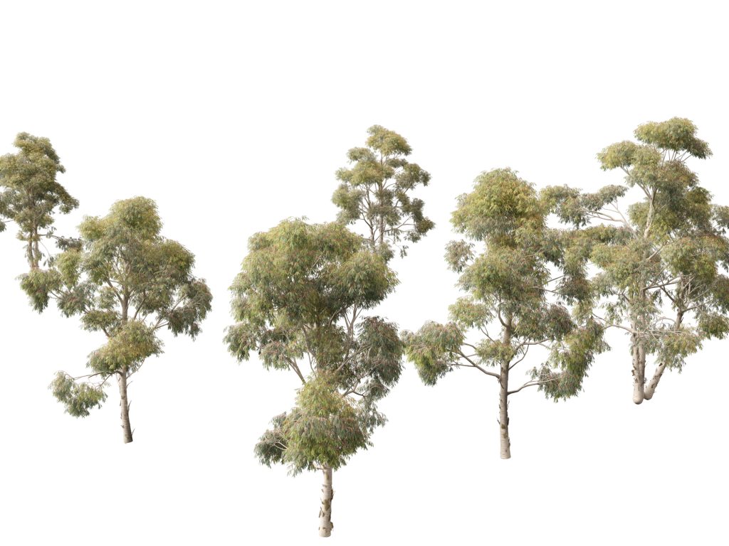 Australian Native Trees Pack 31